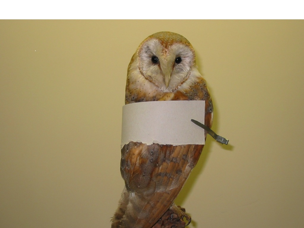 How does taxidermy really work? - GunsOnPegs