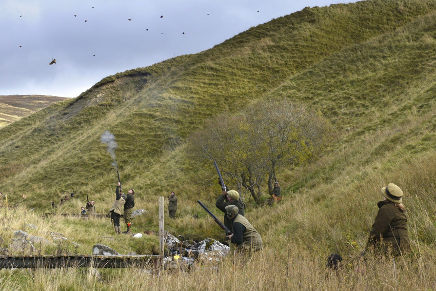 Driven Shooting Available - GunsOnPegs Classifieds