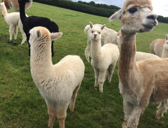 A Savile Row Suit made with Alpaca Cloth - GunsOnPegs
