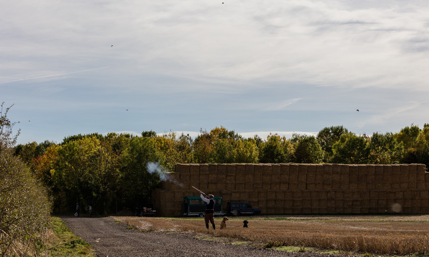 Balsham Shoot, Cambridgeshire - Availability on GunsOnPegs