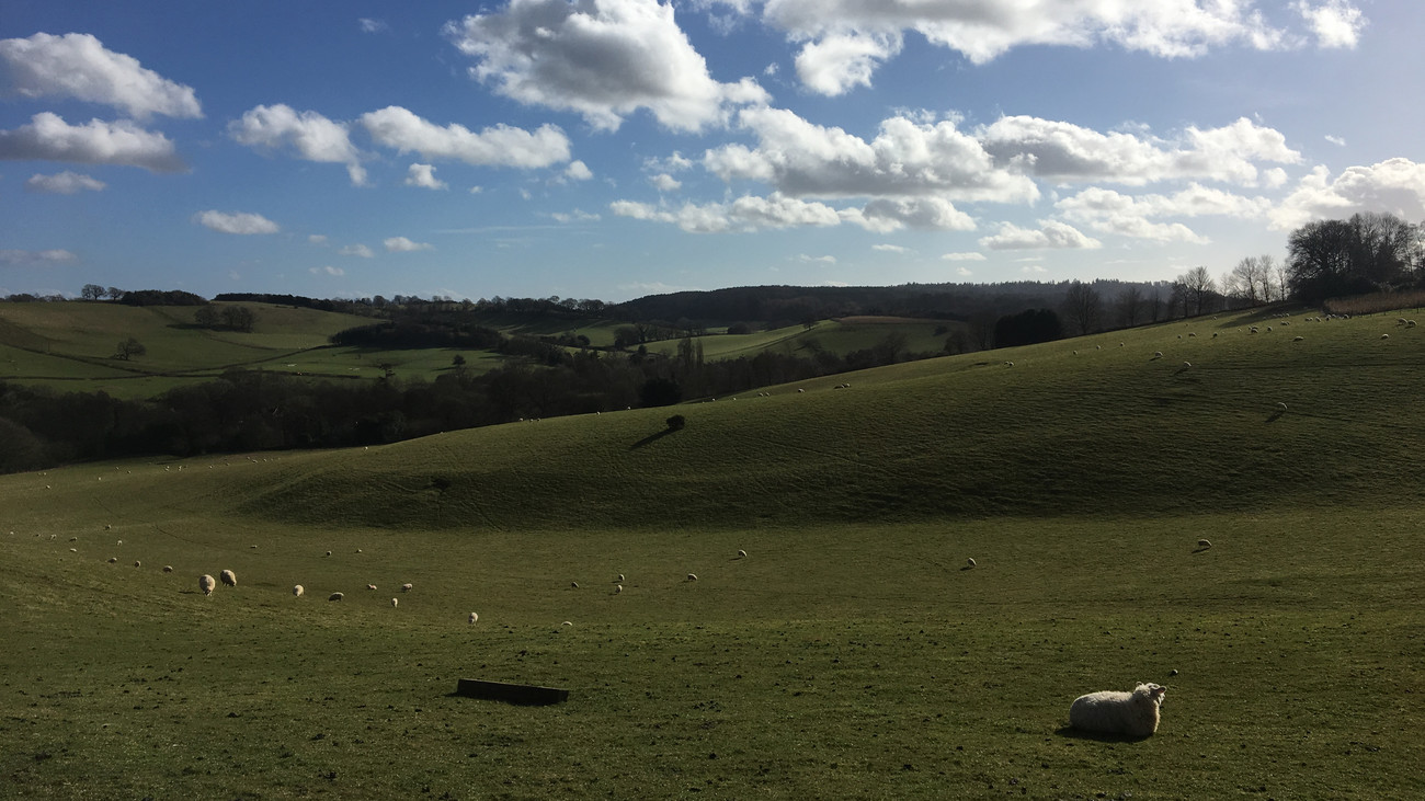 The Wintershall Shoot , Surrey - Availability on GunsOnPegs