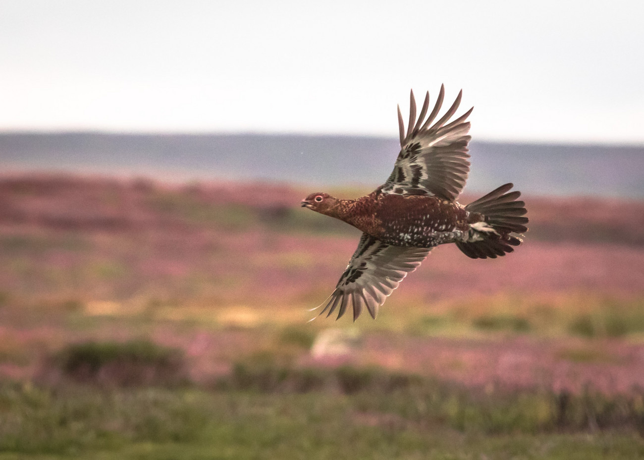 Grouse Prospects 2020 - GunsOnPegs