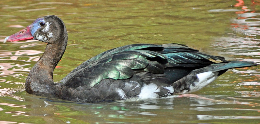 Part 1: The Waterfowl species of Southern Africa - GunsOnPegs