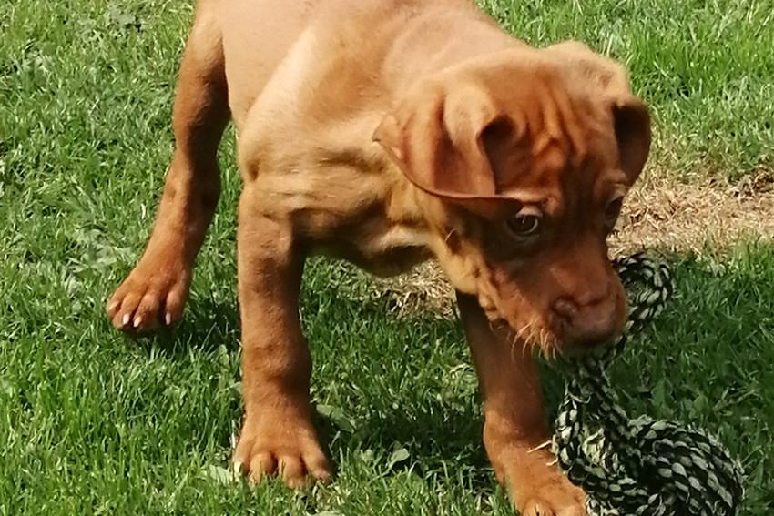 Gundogs For Sale - GunsOnPegs Classifieds