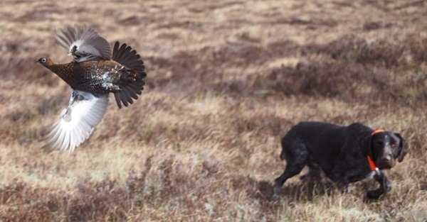 Grouse Count Update with Gollum, the German Wirehaired Pointer - GunsOnPegs