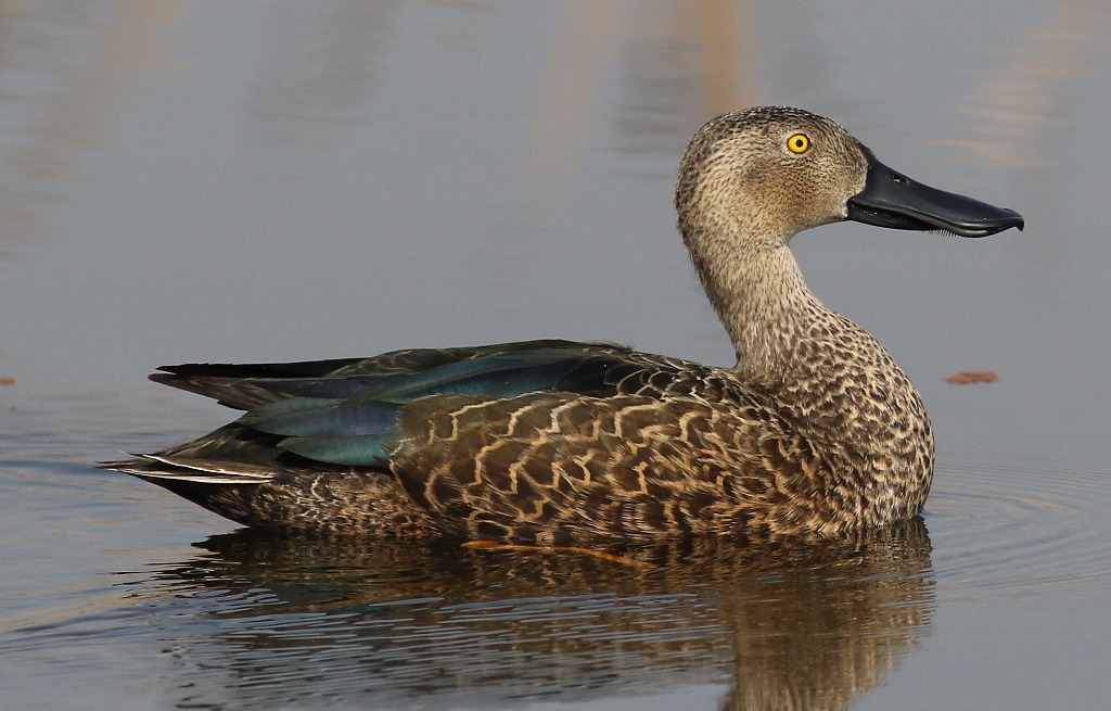 Part 1: The Waterfowl species of Southern Africa - GunsOnPegs