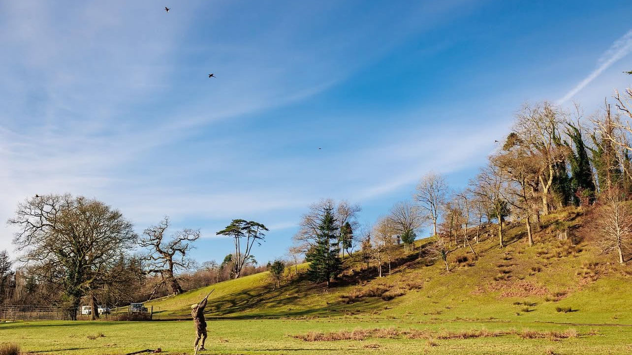 Pheasant shooting in Devon - Shoots & Availability on GunsOnPegs