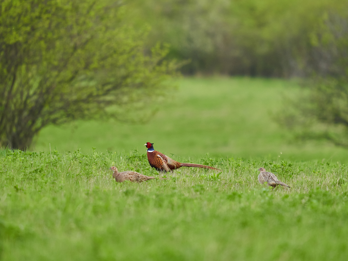 Shooting In Context : Frequently Asked Questions - GunsOnPegs