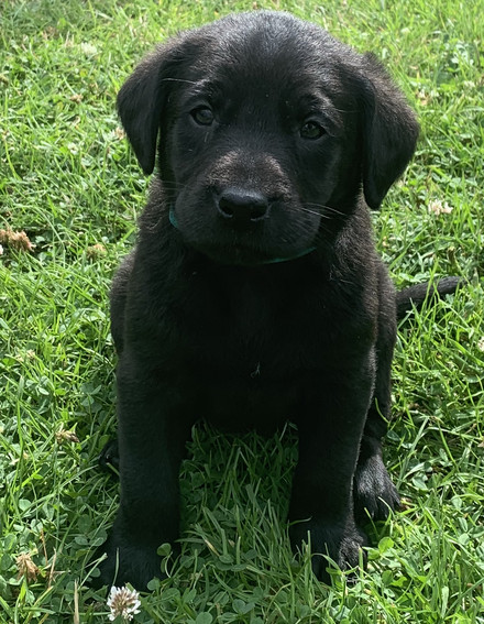 Gundogs For Sale - GunsOnPegs Classifieds