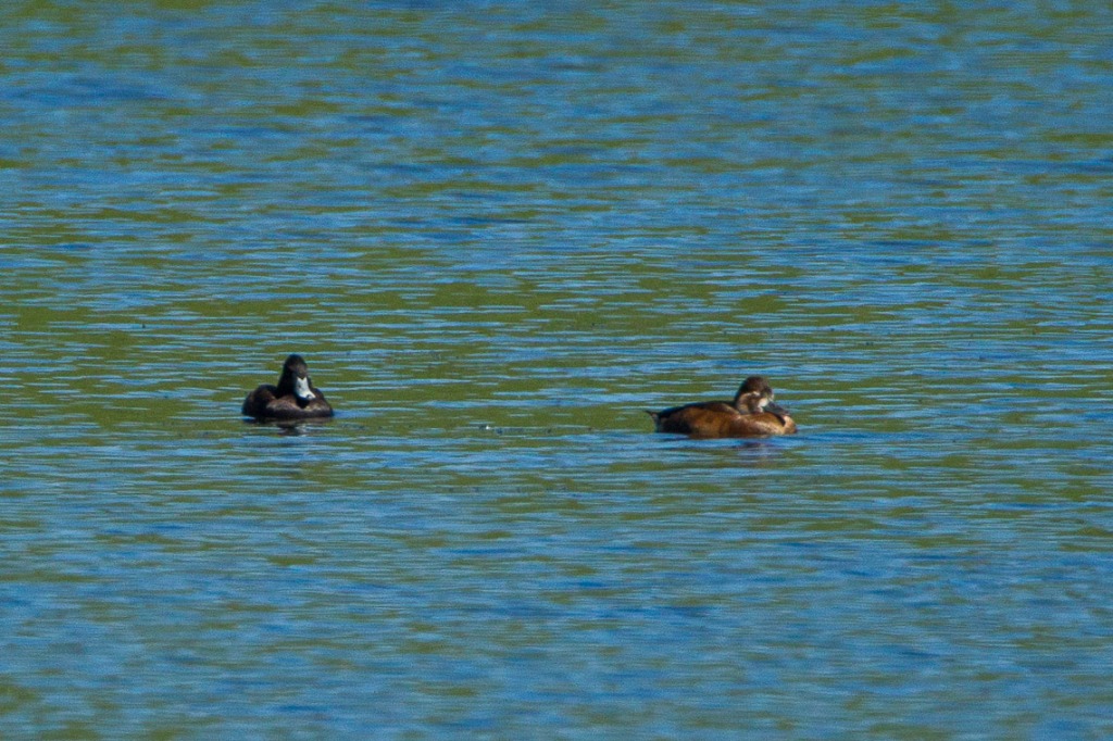 Part 1: The Waterfowl species of Southern Africa - GunsOnPegs