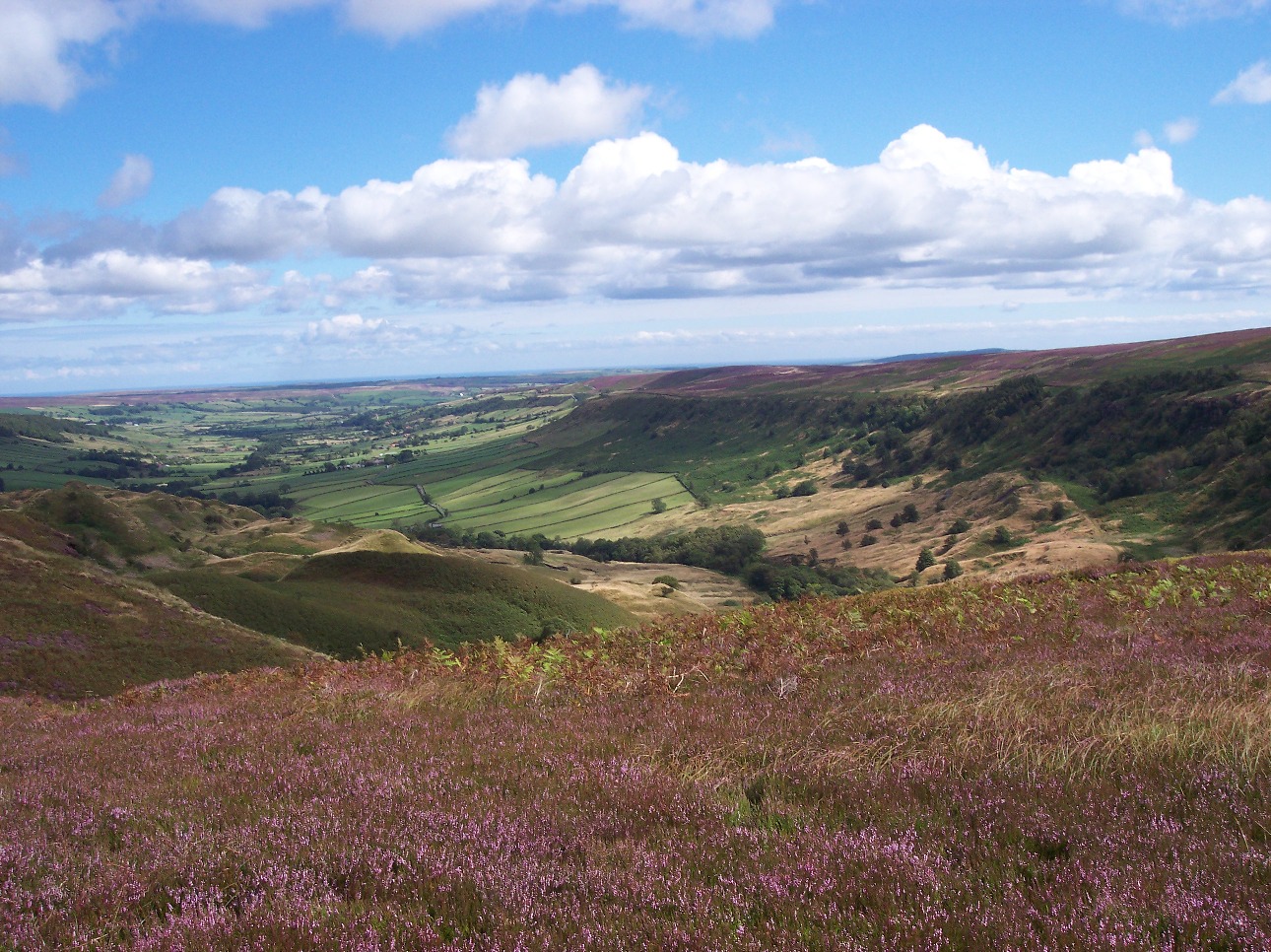 Danby Moors, North Yorkshire - Grouse | GunsOnPegs