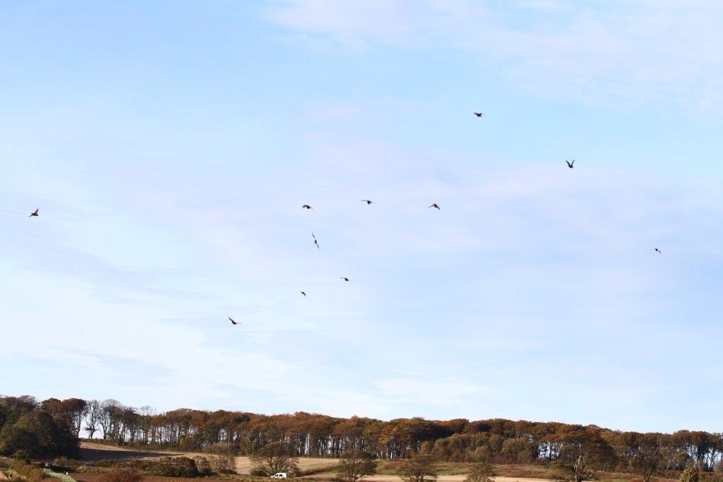 The Great Revival of the English Partridge - GunsOnPegs
