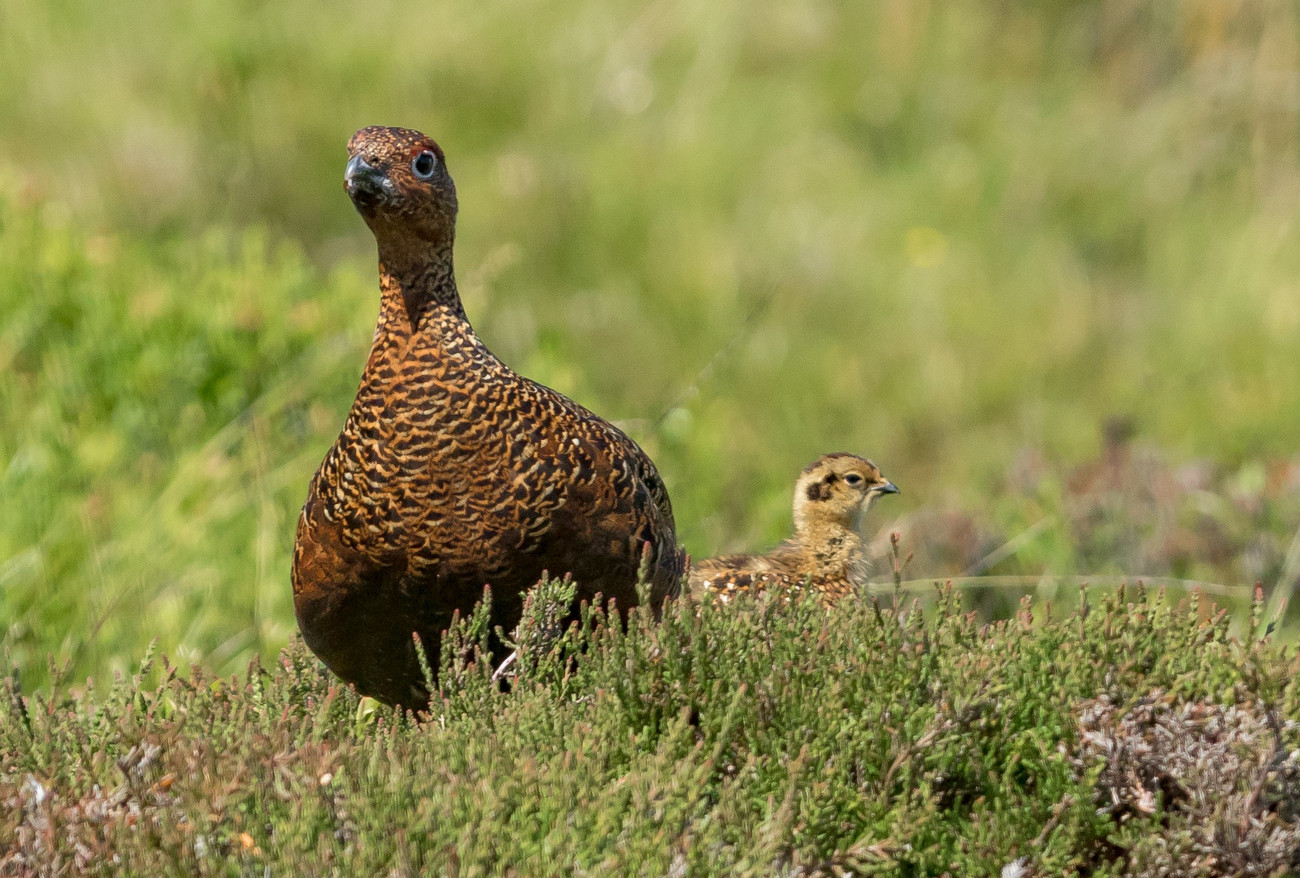 Shooting grouse over pointers this season - GunsOnPegs
