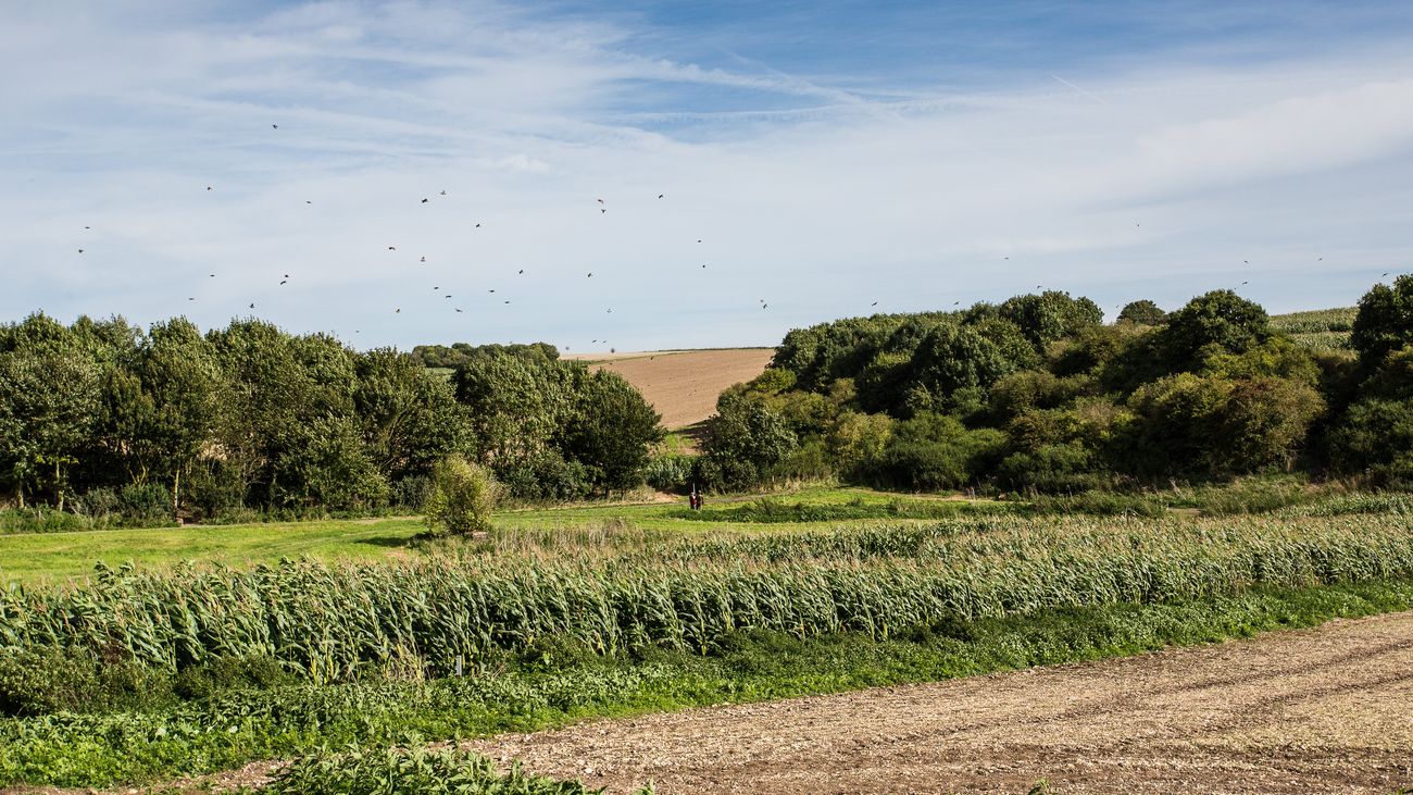 Summerdown Farm Shoot Wiltshire Availability On Gunsonpegs