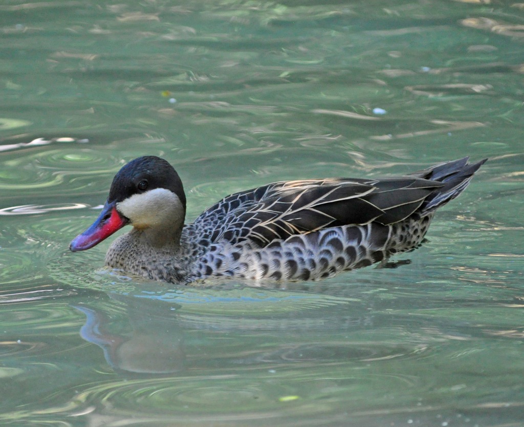 Part 1: The Waterfowl species of Southern Africa - GunsOnPegs