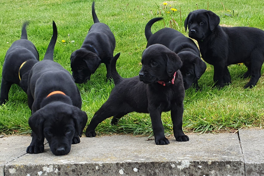 Gundogs For Sale - GunsOnPegs Classifieds