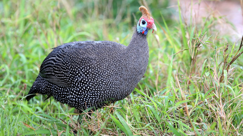 Beyond Chickens: Discover the Best Birds for You - GunsOnPegs