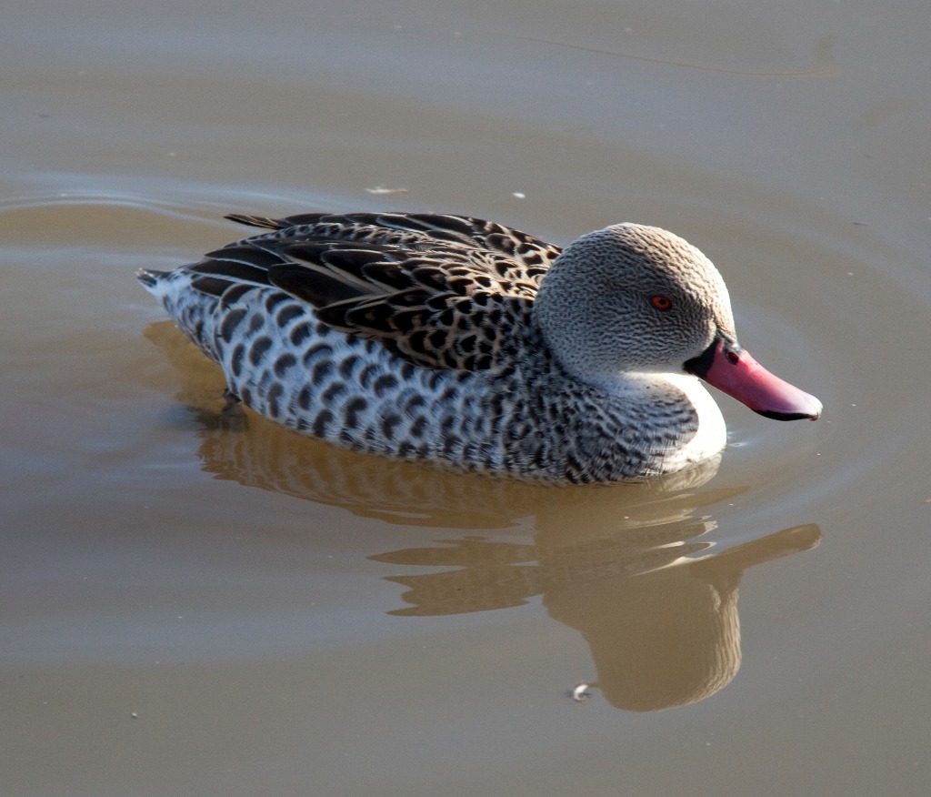 Part 1: The Waterfowl species of Southern Africa - GunsOnPegs