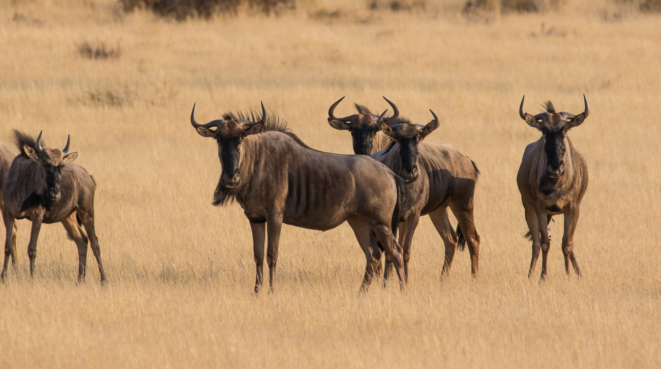 Bushmaster Safaris, South Africa - Availability on GunsOnPegs