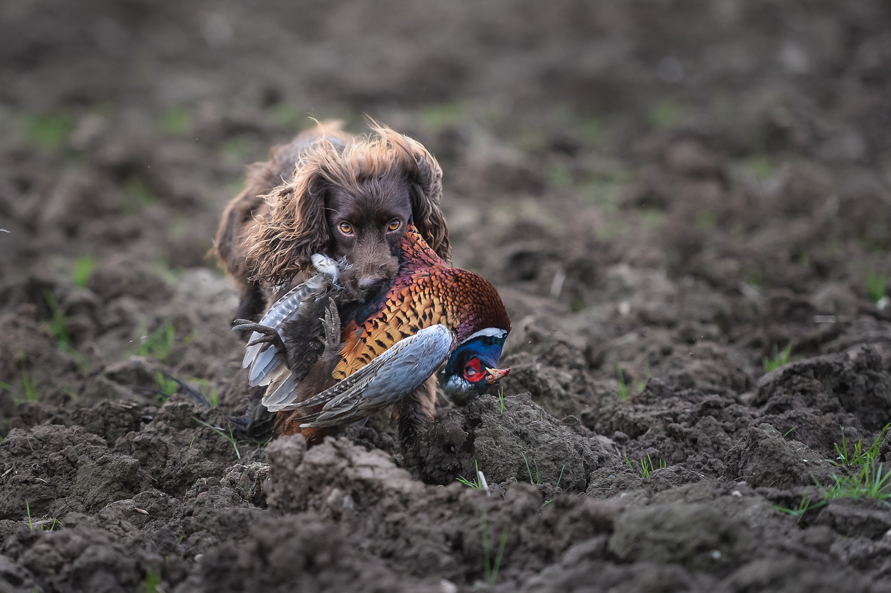 How best to fuel your working dog - feeding through the winter months ...