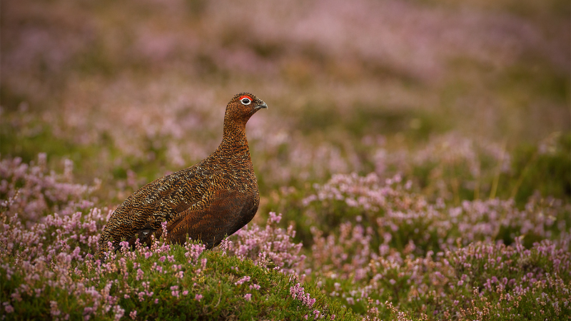 What is the Most Popular Game Meat? - GunsOnPegs