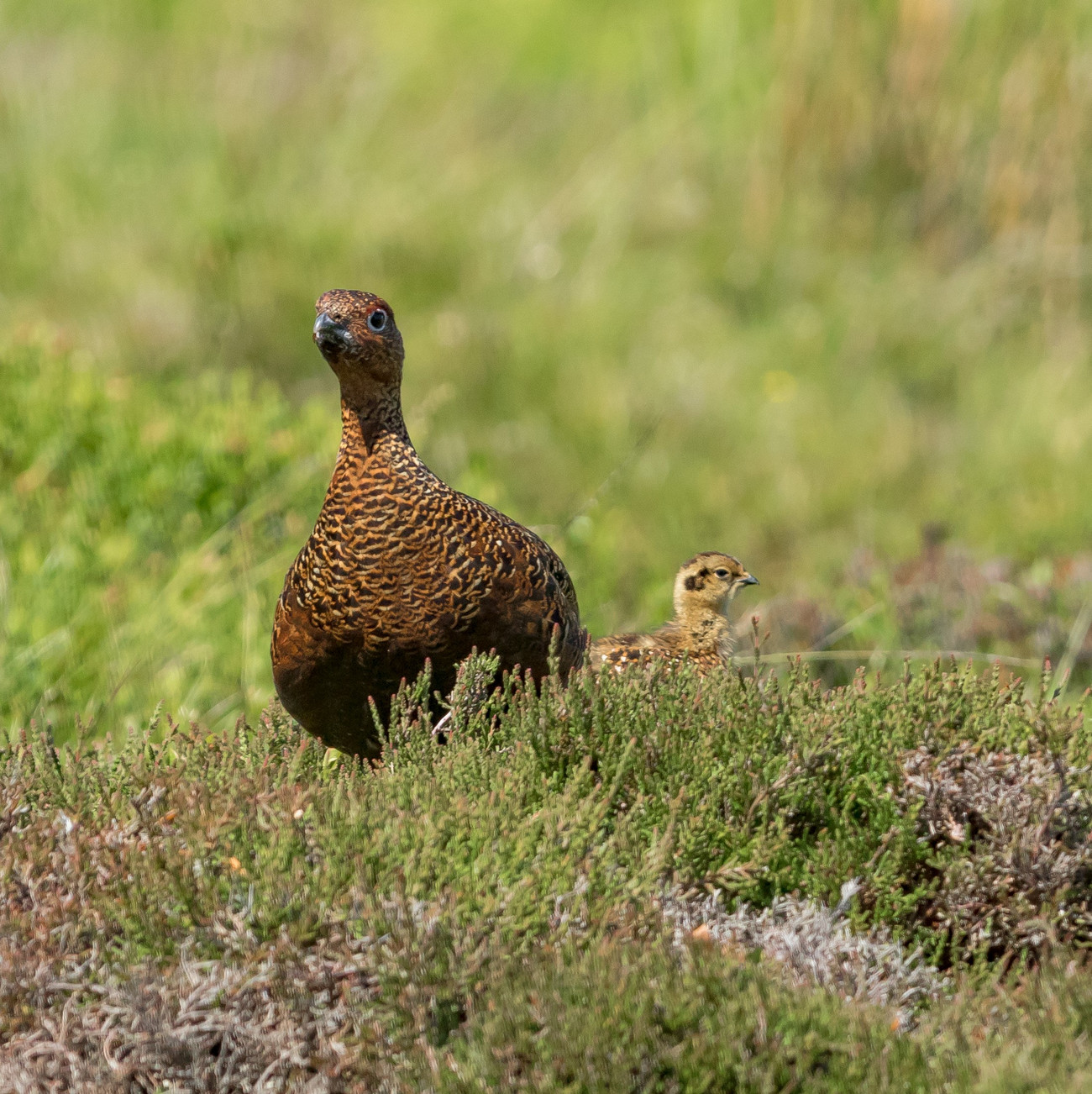 Report shows grouse shooting is key to moorland conservation - GunsOnPegs