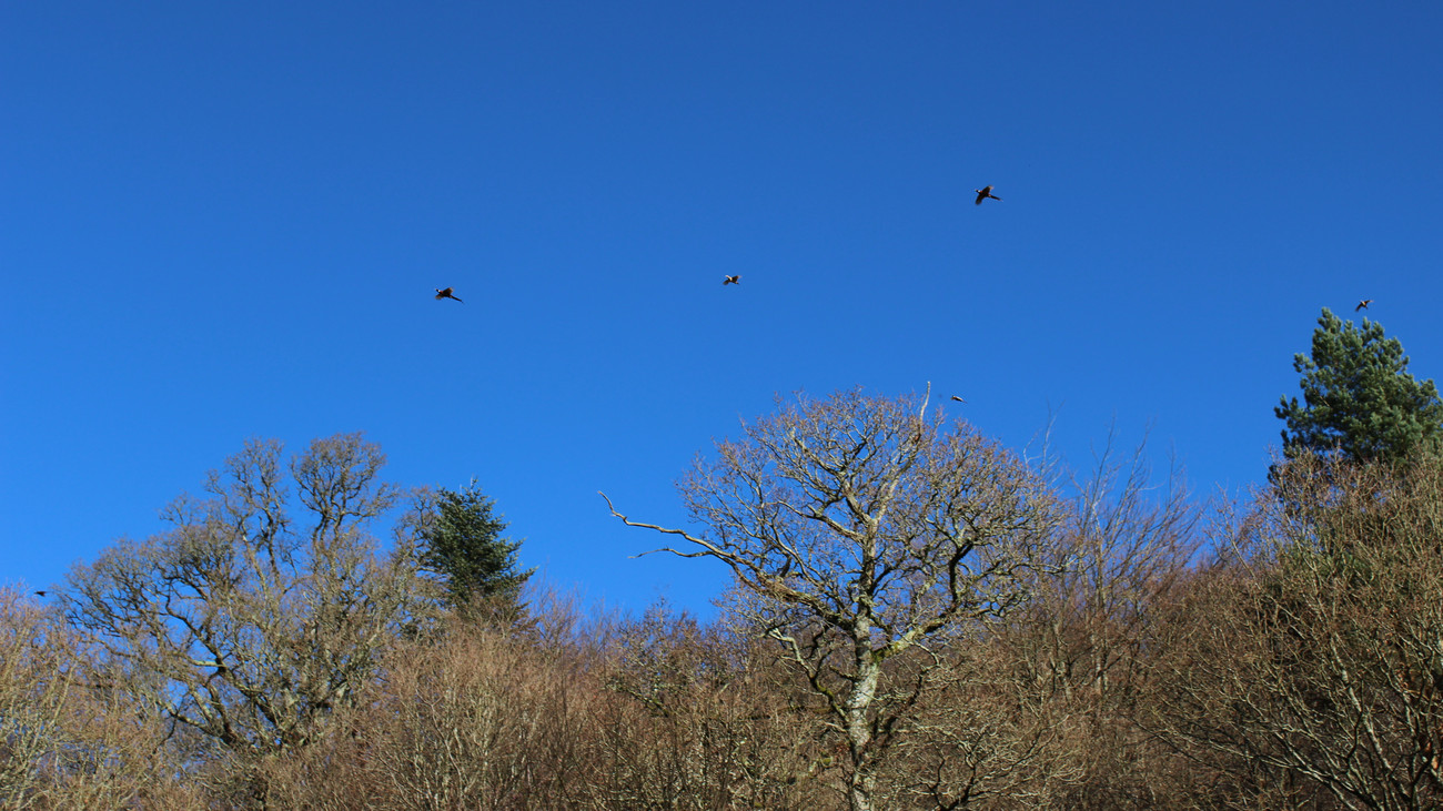 Great Fulford Estate Shoot, Devon - Availability on GunsOnPegs